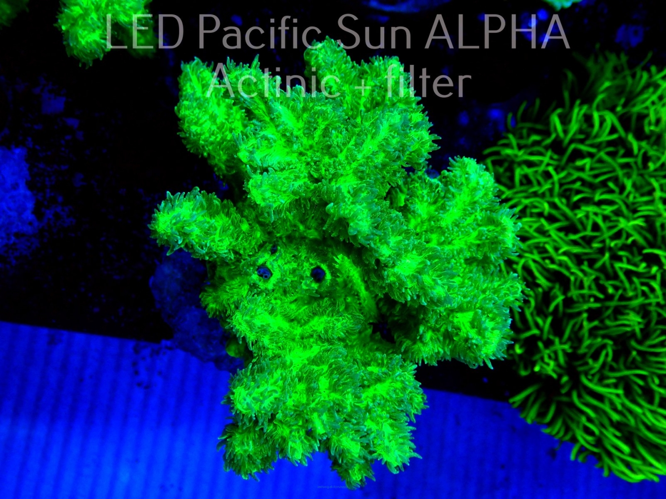 Hydnophora rigida NEON FLUO (09.04.2022) 10cm