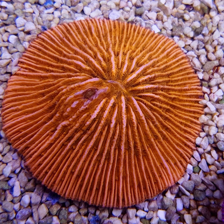 Fungia sp. Orange